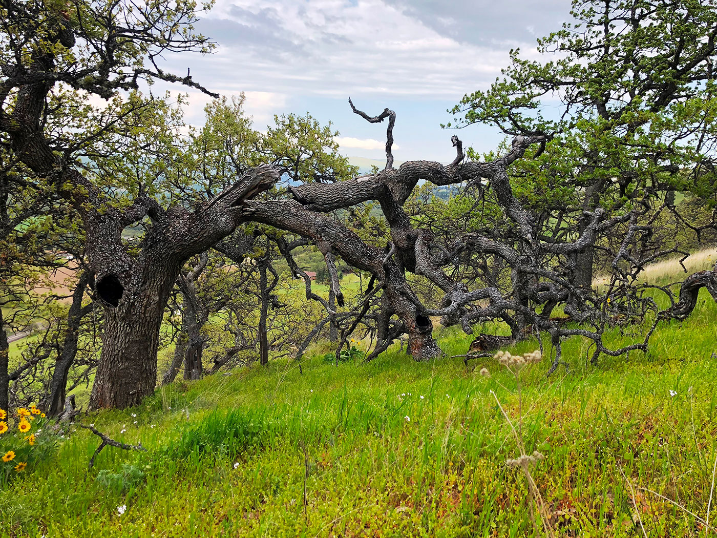 Stressors in Oak Systems - East Cascades Oak Partnership